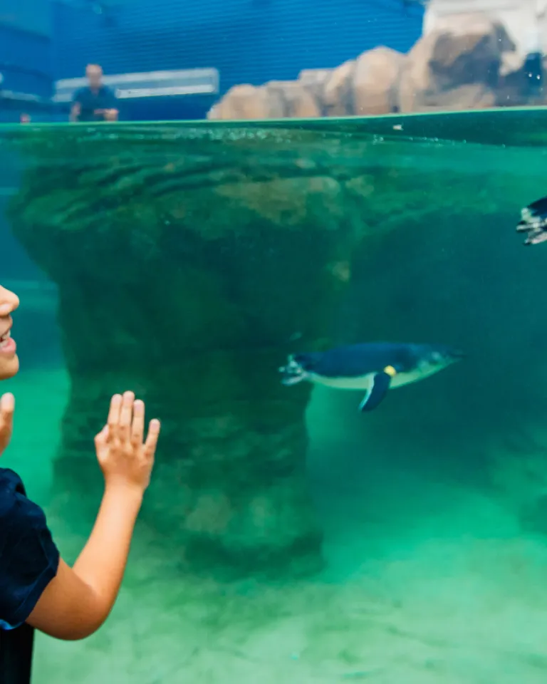 Small Wonders: 10 of San Diego’s Real-life Mini Marvels | San Diego