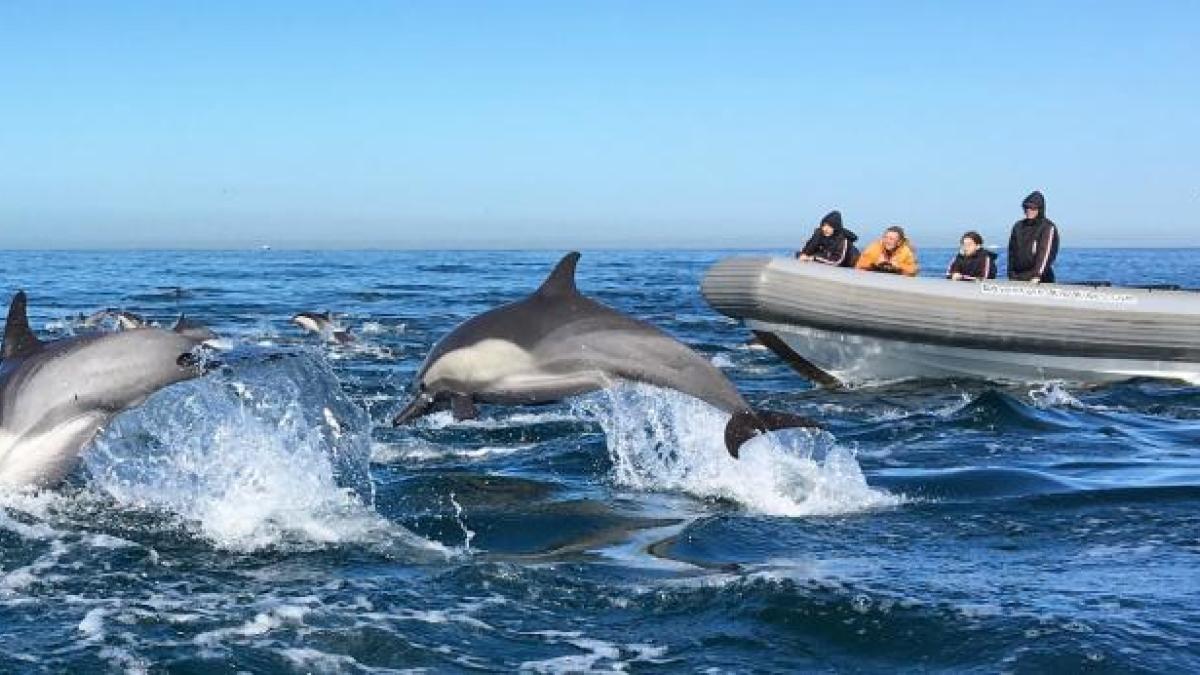 Adventure Whale Watching San Diego Tours | San Diego